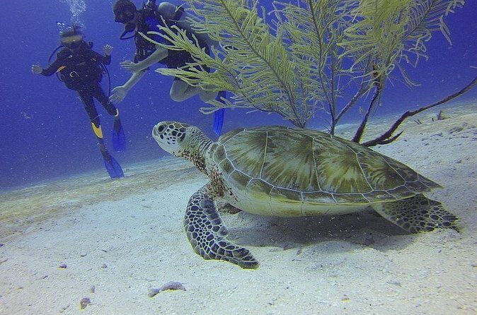 Discover Scuba Diving in Montego Bay - FAQ