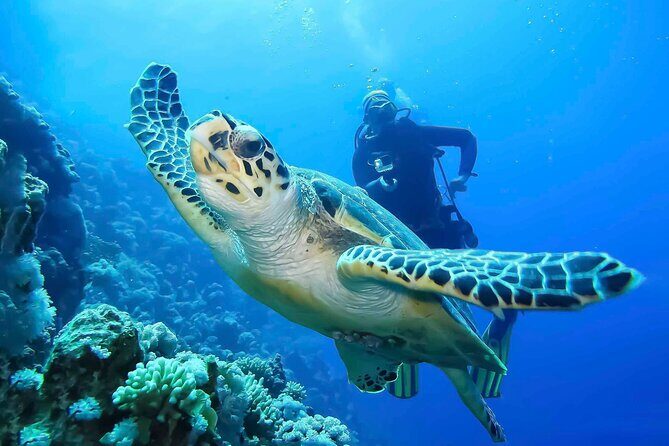 Discover Scuba Diving in Montego Bay-TWO Tank (First time Diving) - An Introduction to the Experience