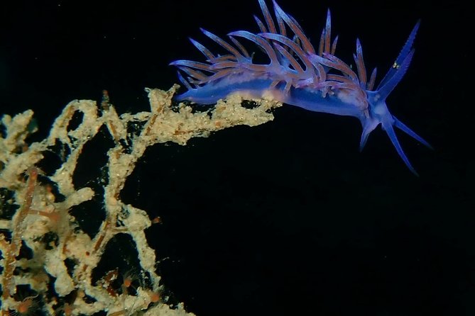 Discover Scuba Diving in Naxos, Greece - Key Points