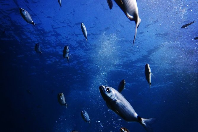 Discover Scuba Diving in Naxos, Greece - Diverse Marine Life in the Aegean Sea