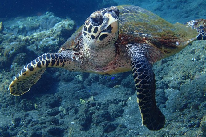 Discover Scuba Diving in Pemuteran - Diving Initiation in Bali (Menjangan Park) - FAQ