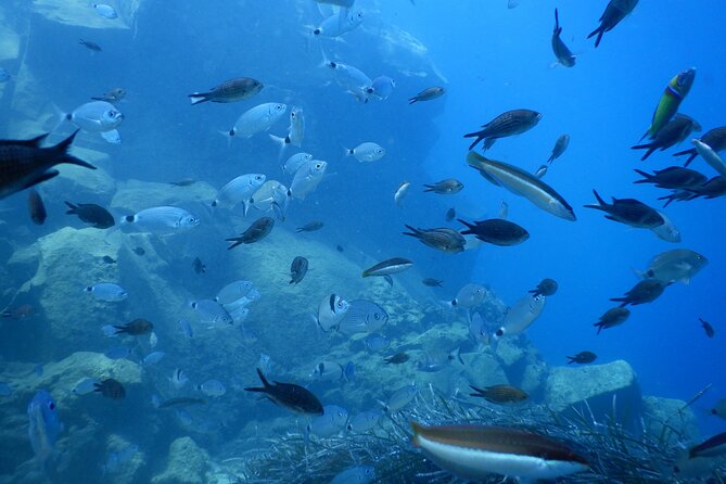 Discover Scuba Diving in Santorini - Reviews and Feedback