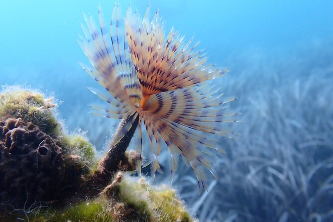 Discover Scuba Diving in Santorini - Memorable Experiences