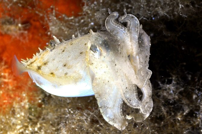 Discover Scuba Diving in Villasimius - Highlights of the Diving Experience