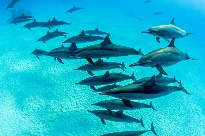 Discover Scuba Diving in Waikiki - FAQ