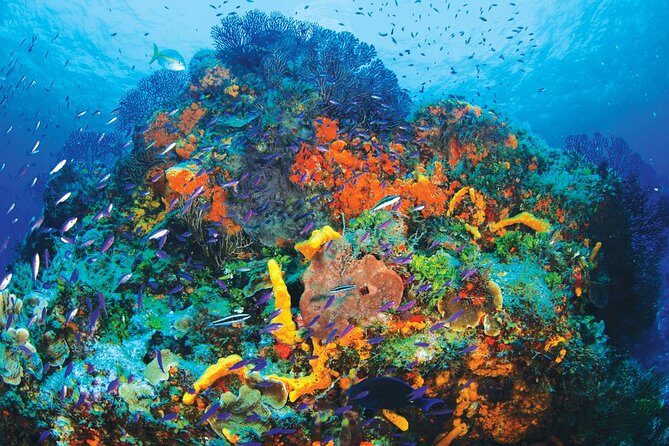 Discover Scuba Diving - One Tank at Coral Reef - An In-Depth Look at the Experience