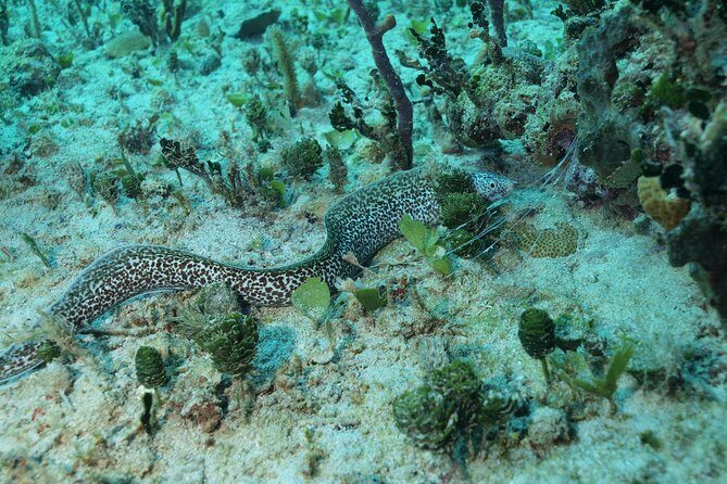 Discover Scuba Diving PADI in Playa del Carmen including underwater video - The Itinerary in Detail