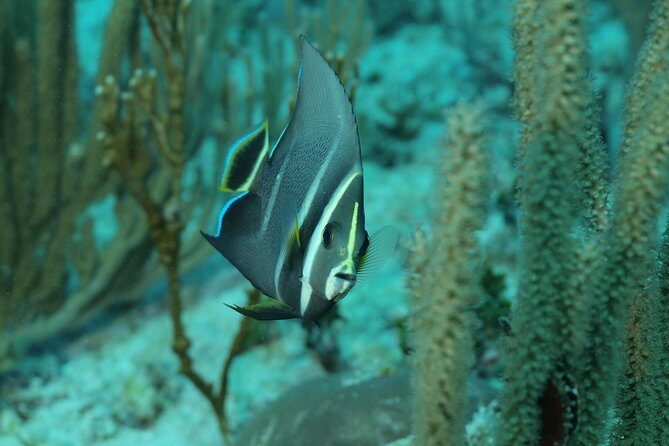 Discover Scuba Diving PADI in Playa del Carmen including underwater video - Who Will Love This Experience?