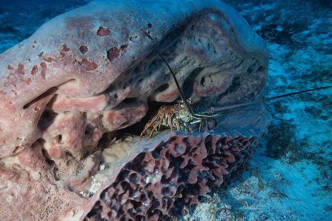 Discover Scuba Diving PADI in Playa del Carmen including underwater video - Final Thoughts