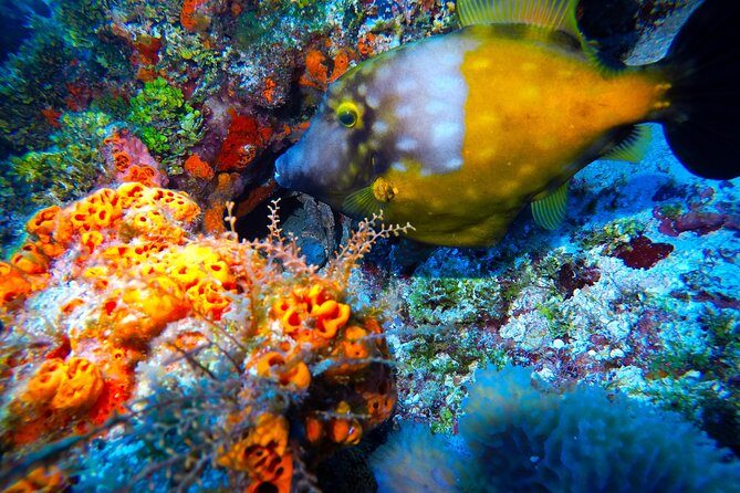 Discover Scuba Diving PADI in Playa del Carmen including underwater video - FAQ