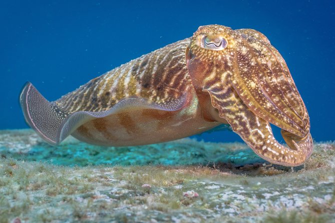 Discover Scuba Diving: Training Plus Boat Dive! - Boat Trip to the Dive Site