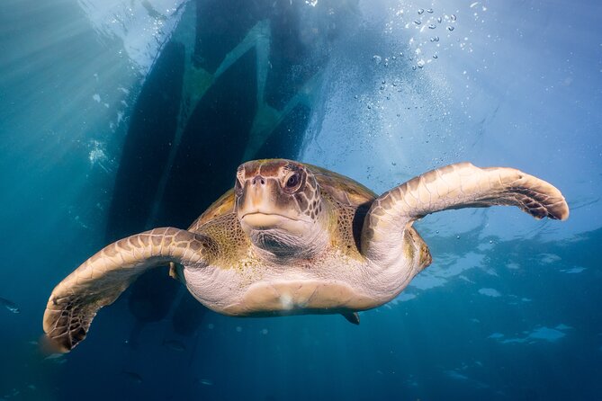 Discover Scuba Diving: Training Plus Boat Dive! - Capturing the Memories