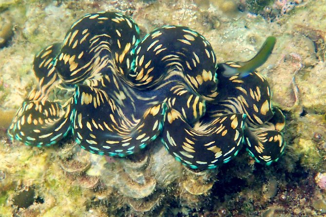 Discover Scuba Diving, try dive for beginners ( Start at Ko Kut) - Final Thoughts: Is It Worth It?