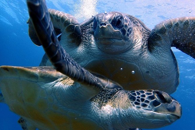 Discover Scuba Diving - Try It for the First Time! - Preparation for Your First Dive