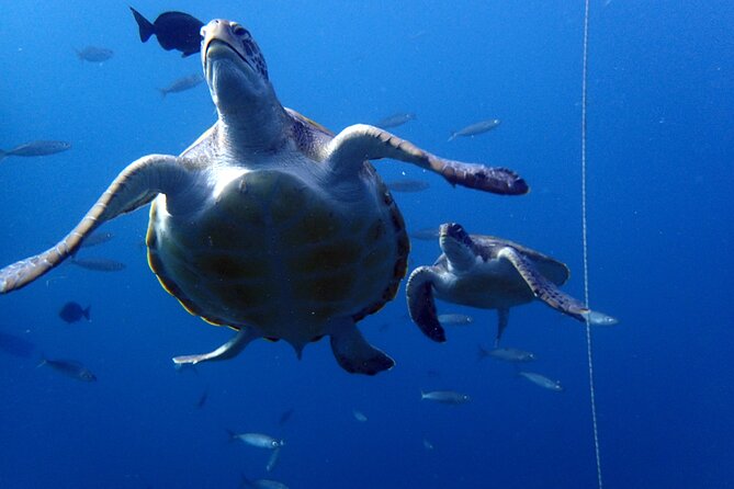 Discover Scuba Diving - Try It for the First Time! - Safety Considerations for Beginners