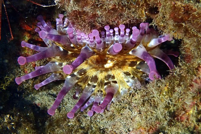 Discover Scuba Diving - Try It for the First Time! - Continuing Your Scuba Diving Journey