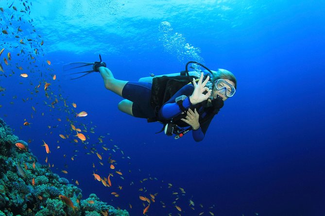 Discover Scuba diving with 2 dives on Koh Tao - Key Points