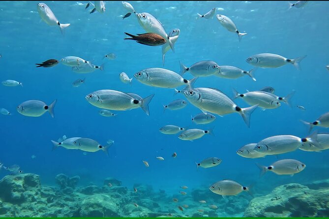 Discover SCUBA Diving With Pissouri Bay Divers - Whats Included in the Experience