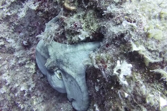 Discover SCUBA Diving With Pissouri Bay Divers - Tips for First-Time SCUBA Divers