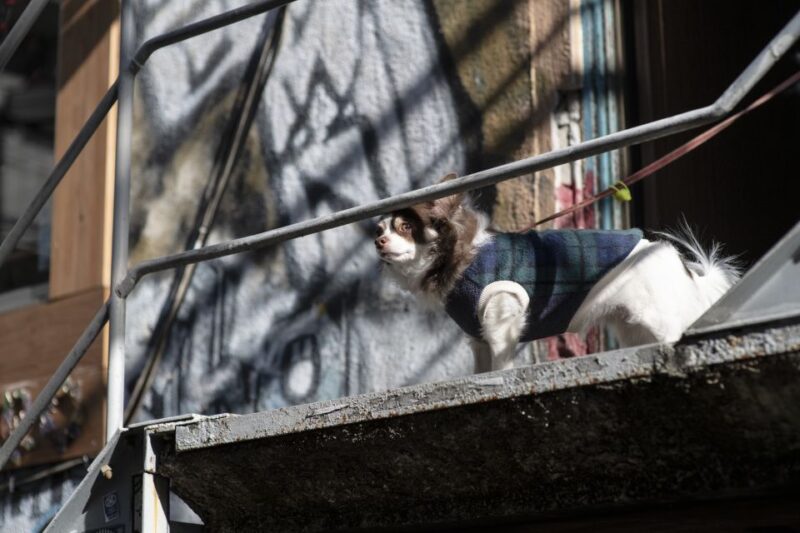 Discover Shimokitazawa: Tokyo's Bohemian Neighbourhood - Key Points