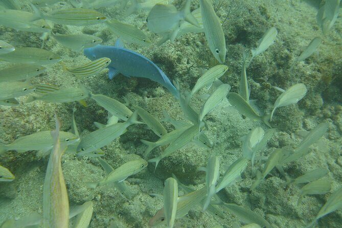 Discover Snorkeling Tour in Panama City - The Experience in Detail: What to Expect