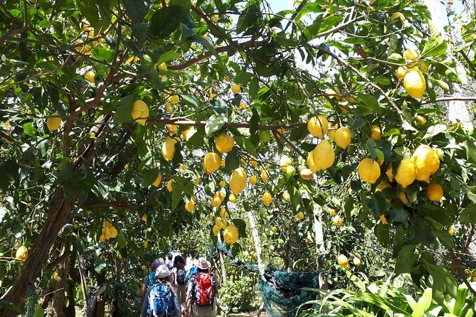 DISCOVER SORRENTO, Food &Walking Tour . Lemons-Cheese&Olive Oil - Learning About Cheese and Olive Oil Production