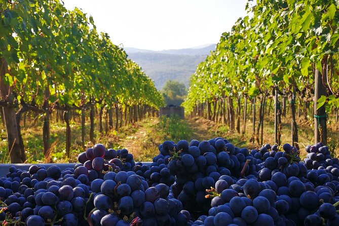 Discover Sustainable Wines in a Guided Tour and Tasting - Booking and Flexibility