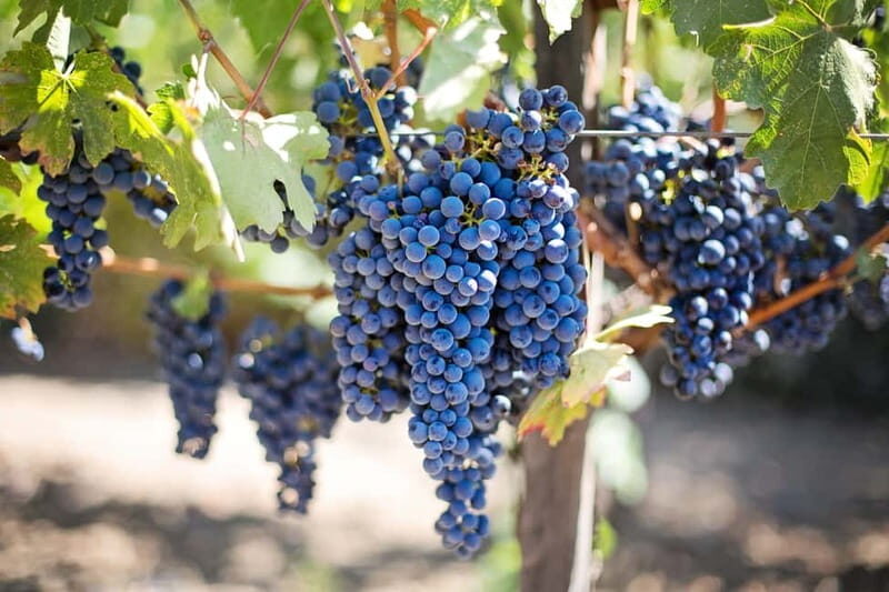 Discover Taste of Crete: Guided Winery Tour and Tastings - Key Points