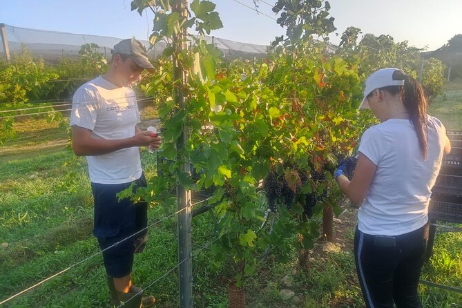 Discover the Amarone Wine: 1 Winery With Delicious Food Pairing - Frequently Asked Questions