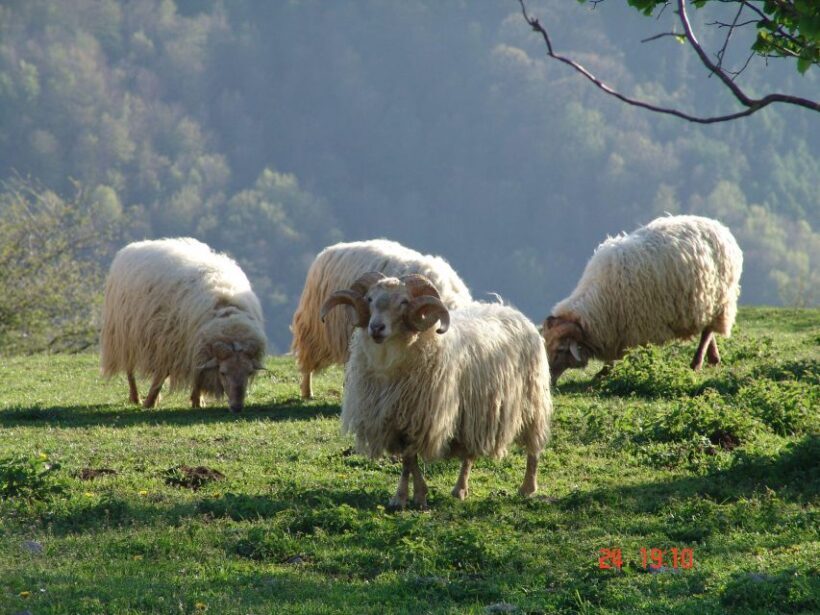 Discover the Art of Idiazabal Cheese in the Basque Country - Who Will Love This Tour?