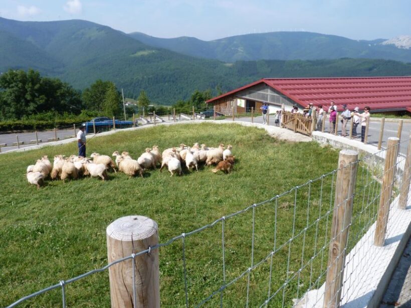 Discover the Art of Idiazabal Cheese in the Basque Country - The Sum Up