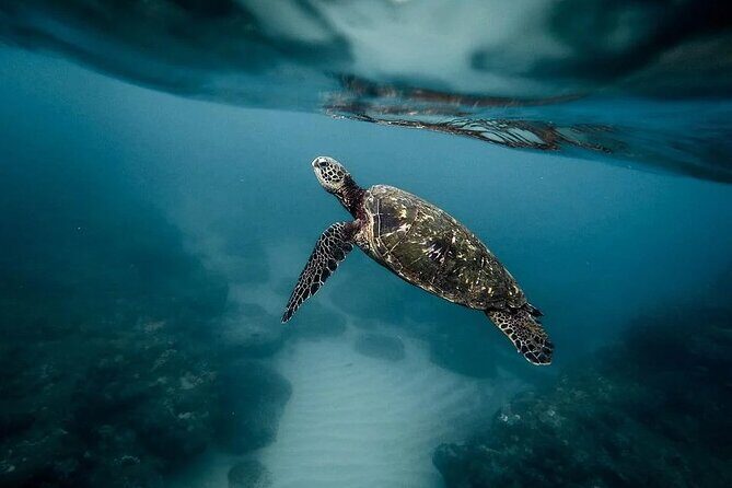 Discover the Beauty of Polynesian Waters by Boat and Snorkeling - Exploring Tahiti’s Waters: A Detailed Look at the Tour