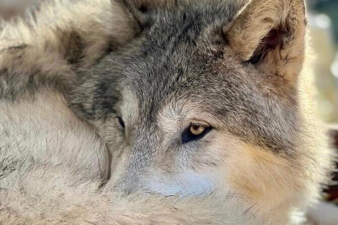 Discover the beauty of the wild & Roam in the spirit of the wolf - A Detailed Look at the Experience