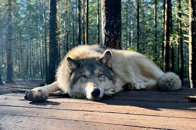 Discover the beauty of the wild & Roam in the spirit of the wolf - What the Tour Includes and Practical Details