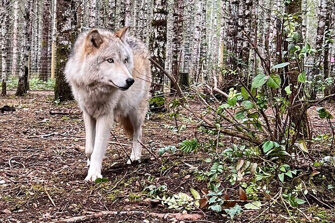 Discover the beauty of the wild & Roam in the spirit of the wolf - The Sum Up