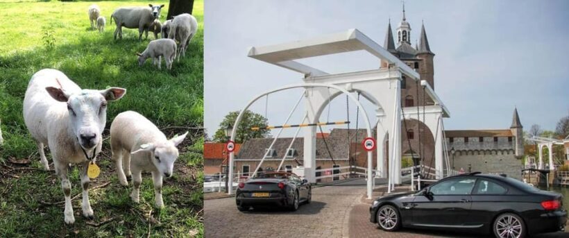 Discover the Dutch Countryside: Car Tour with Local Expert - An In-Depth Look at the Experience