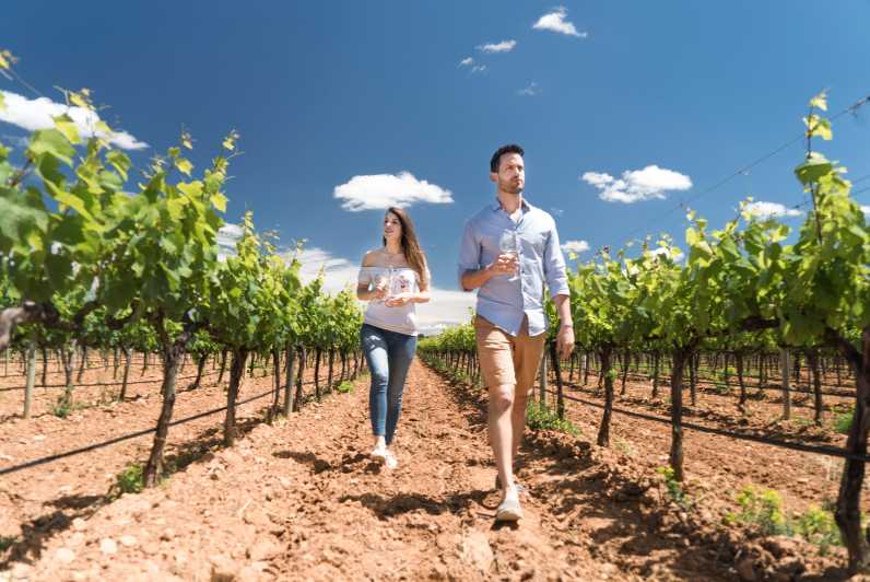 Discover the Essence of Ibizas rich wine culture - Key Points