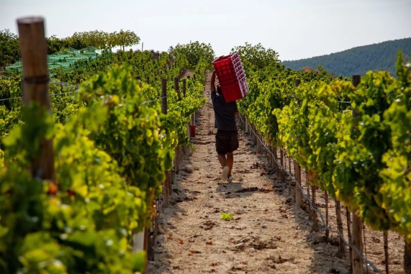 Discover the Essence of Ibizas rich wine culture - Is This Tour Worth the Price?