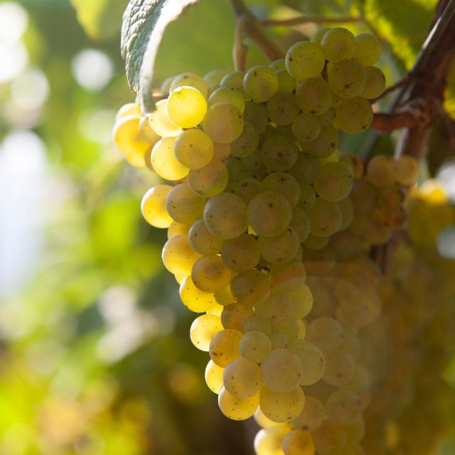 Discover the Essence of Txakoli Wine from San Sebastian - Discover the Essence of Txakoli Wine from San Sebastian