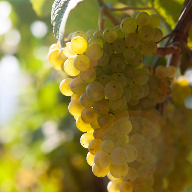 Discover the Essence of Txakoli Wine from San Sebastian - An In-Depth Look at What This Tour Offers