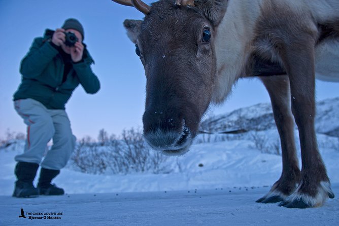 Discover the Fjords of Kvaloya - a Roadtrip Along Fjords and Fishing Villages - The Convenience of Hassle-free Transfers