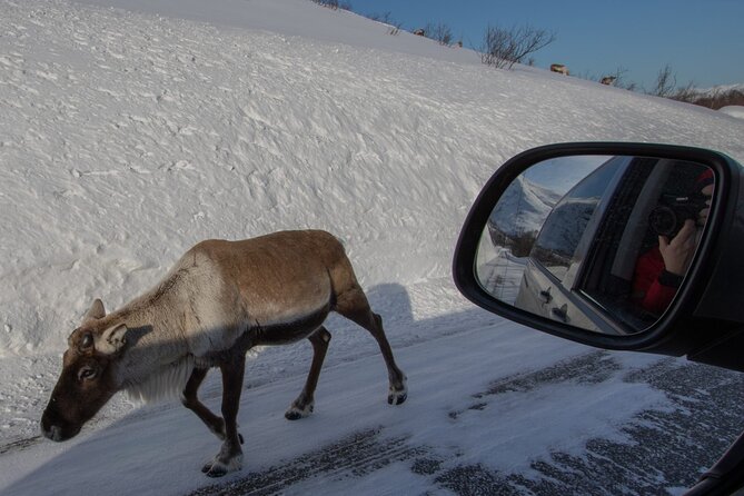 Discover the Fjords of Kvaloya - a Roadtrip Along Fjords and Fishing Villages - Memorable Experiences and Positive Reviews