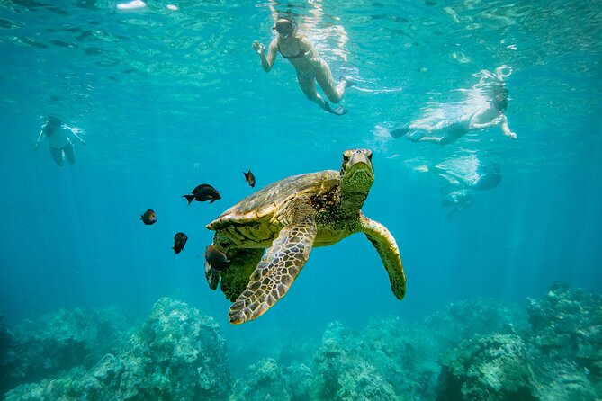 Discover the Magic of Coral Garden's Turtle Town - Maalaea Harbor - Key Points