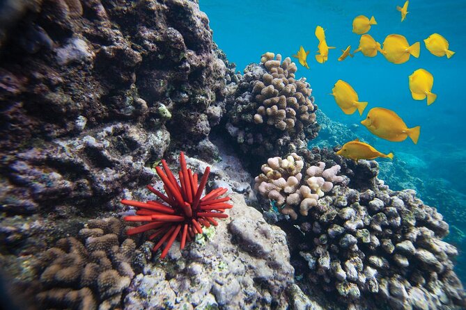 Discover the Magic of Coral Garden's Turtle Town - Maalaea Harbor - Prepare for Your Snorkeling Adventure