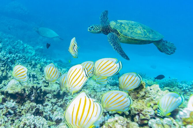 Discover the Magic of Coral Garden's Turtle Town - Maalaea Harbor - Enhancing Your Tour Experience
