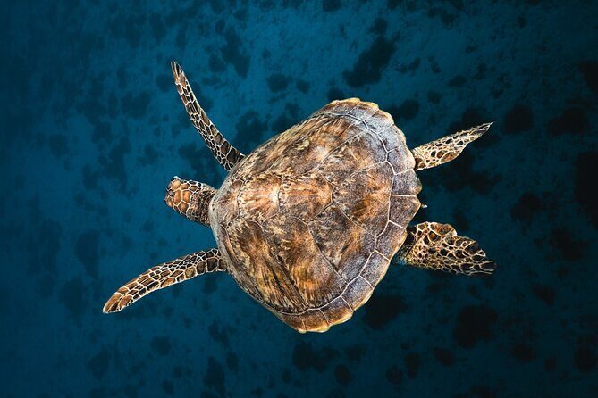 Discover the magical Moorea Lagoon - An In-depth Look at the Moorea Lagoon Tour