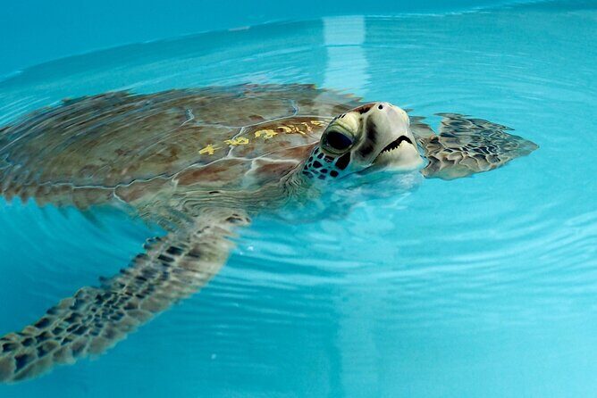 Discover the Marquesas Keys Private Experience - Starting Point and Duration: Setting Sail from Key West