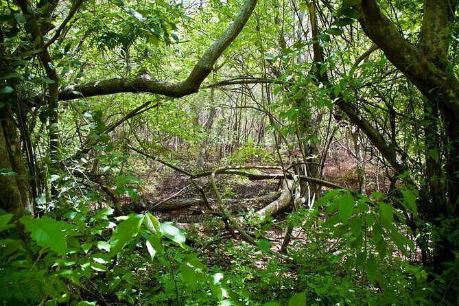 Discover the Rainforest - Who Is This Tour Best Suited For?