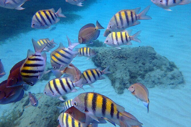 Discover the Splendid Universe of Islands and Seabed - Final Thoughts: Who Should Book This Tour?