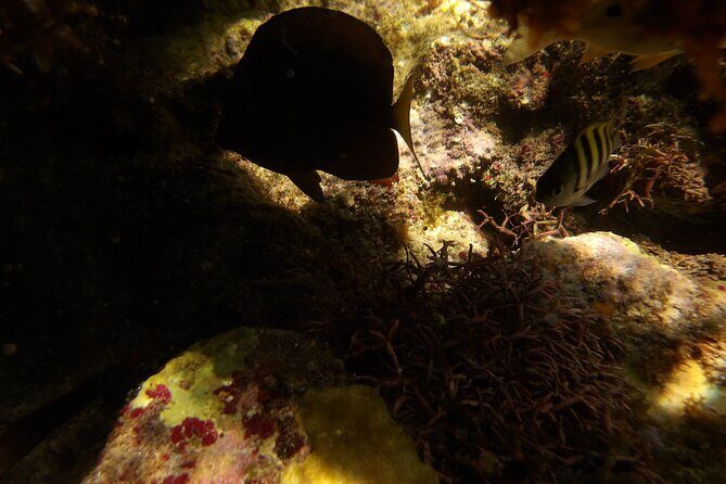 Discover the Splendid Universe of Islands and Seabed - FAQ